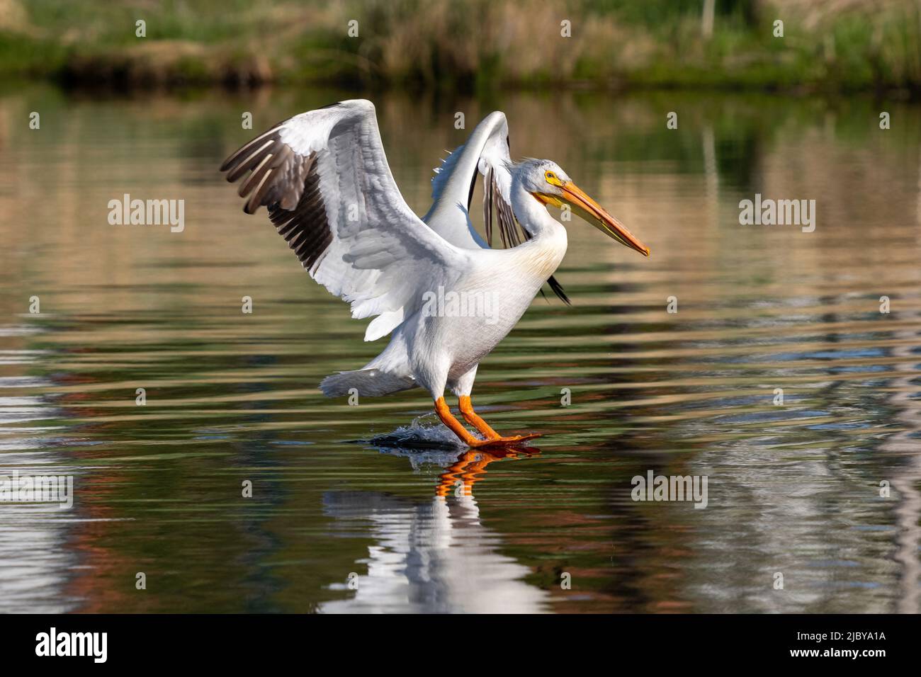 Pelican feet hi-res stock photography and images - Alamy