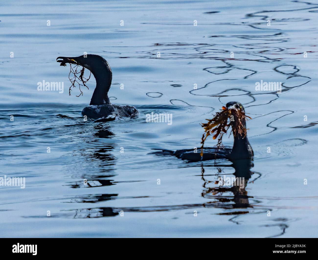 Seaweed material hi-res stock photography and images - Alamy