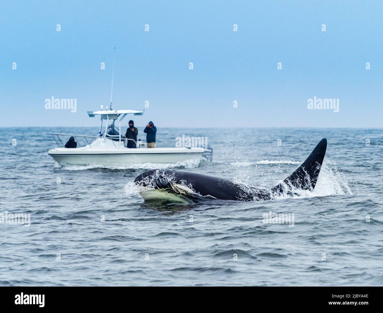 Whale Watching, Killer Whales (Orca orcinus) in Monterey Bay, Monterey ...