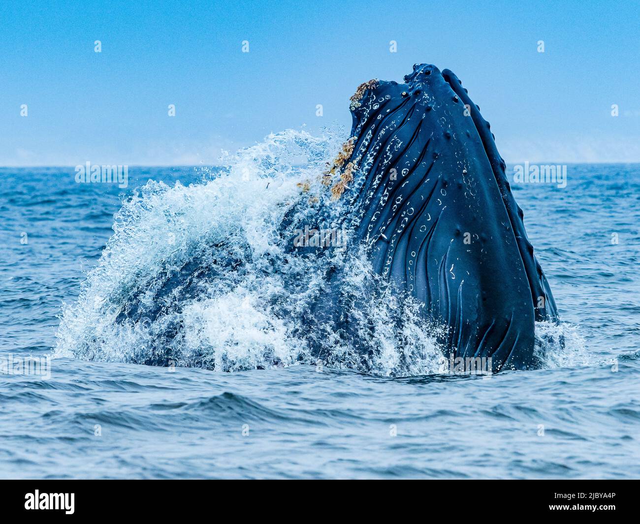 Vertical lunge feeding behavior of Humpback Whale (Megaptera ...