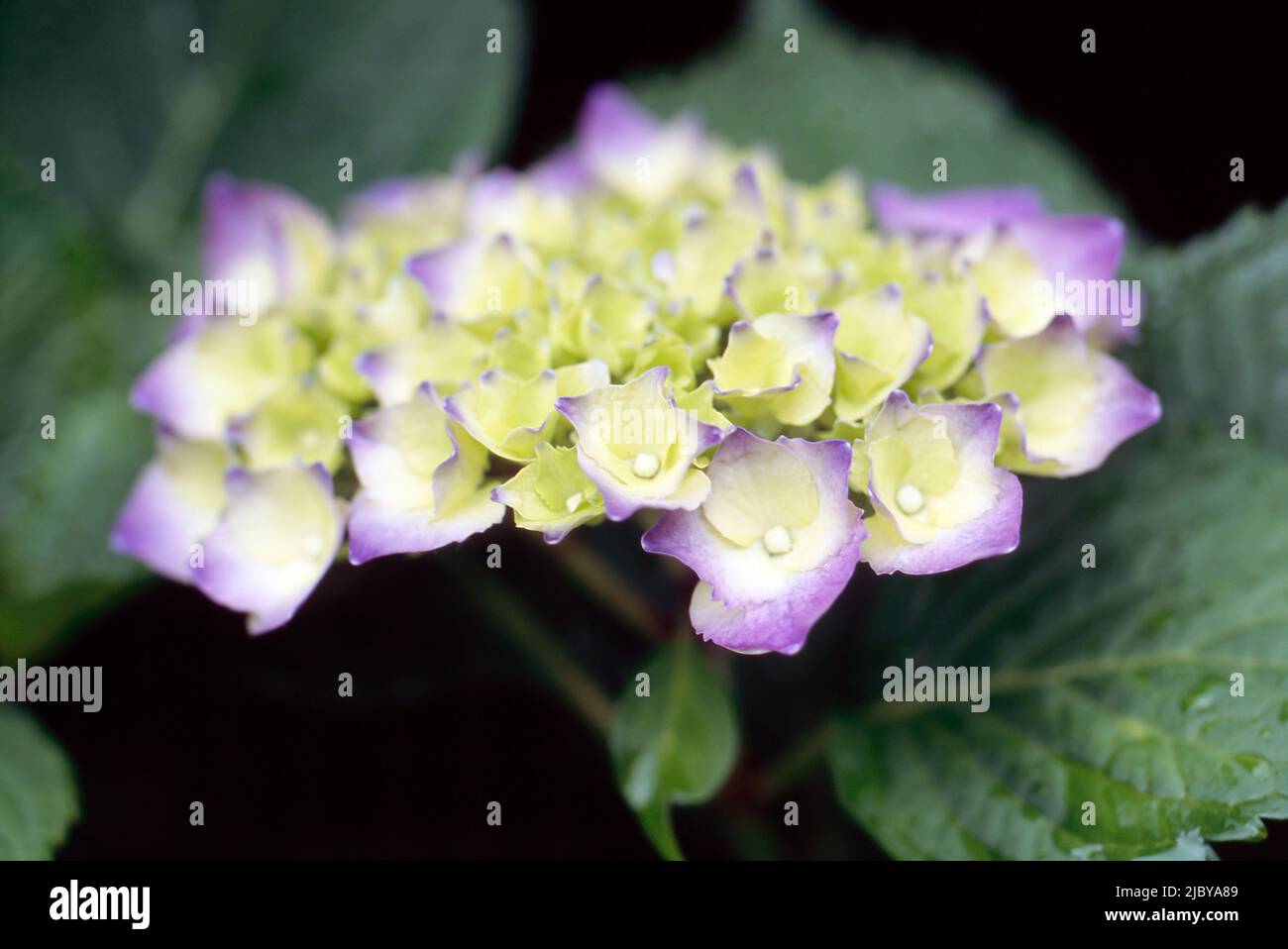 Early stages of Hydrangea head blooming Stock Photo - Alamy