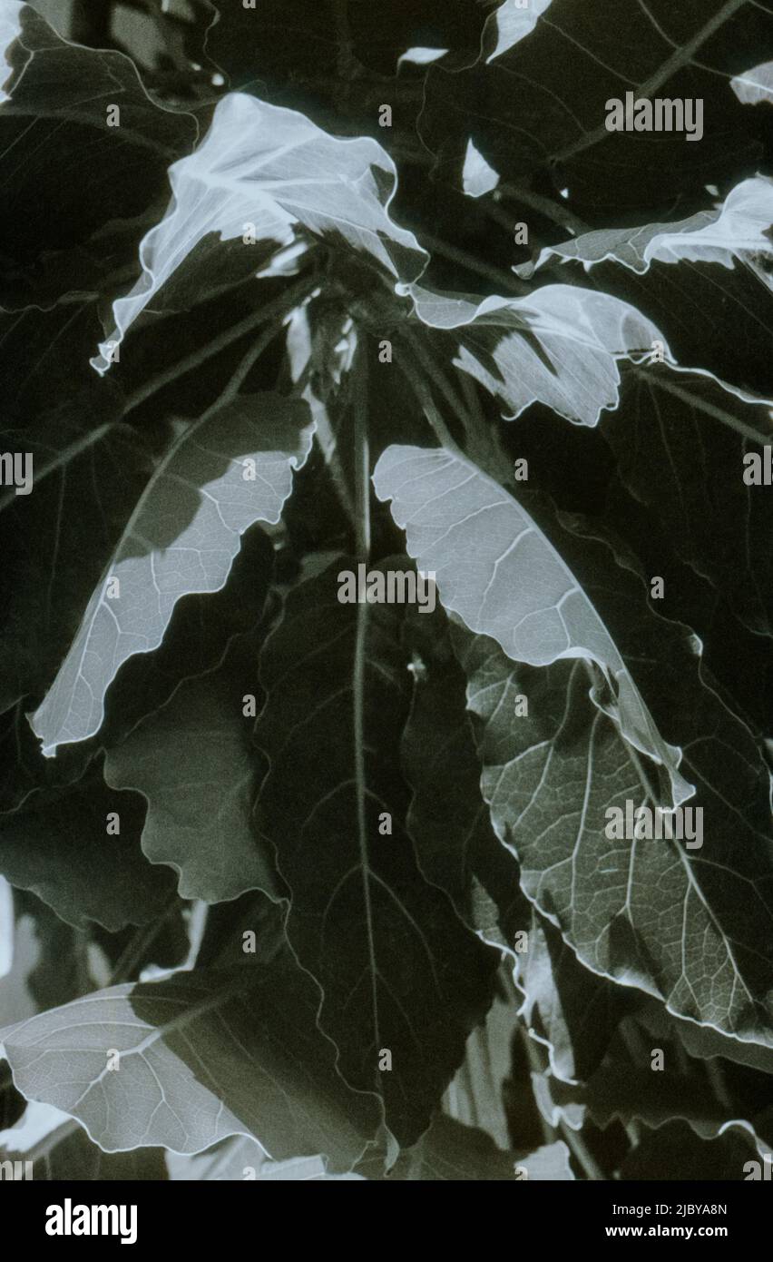 Grey gray color colour hi-res stock photography and images - Alamy