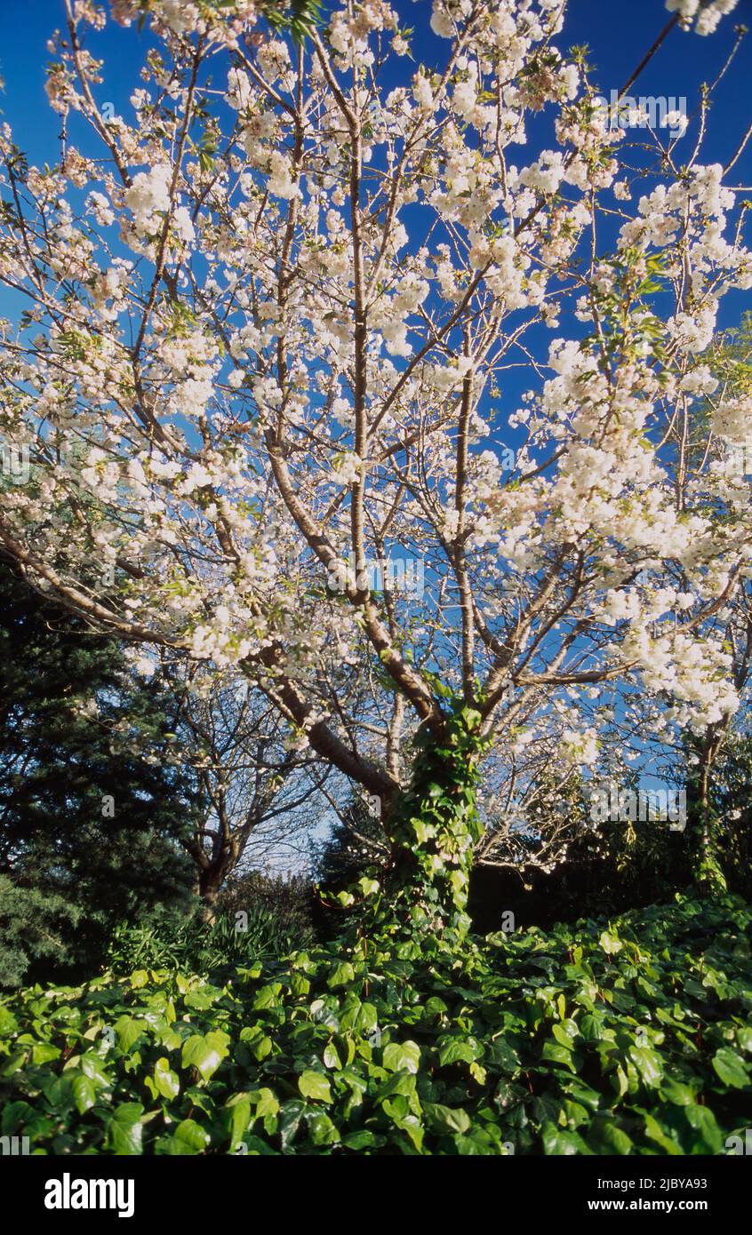 White flowering cherry blossom tree against blue sky and green ivy bed ...