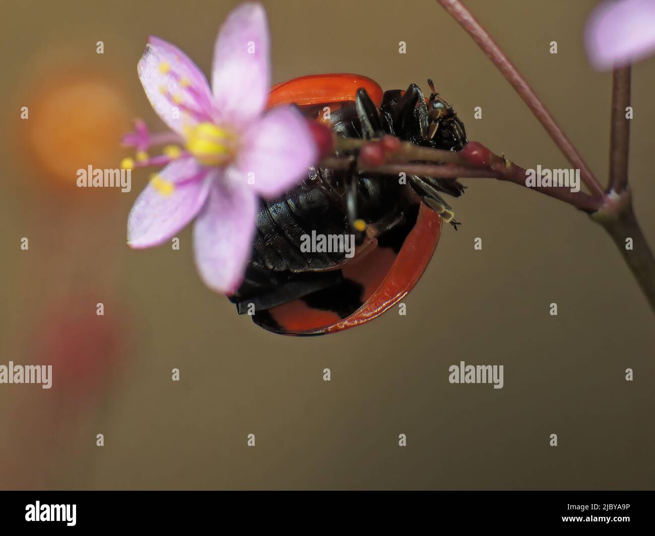 close-up of ladybug on the leaf and flowers Stock Photo - Alamy