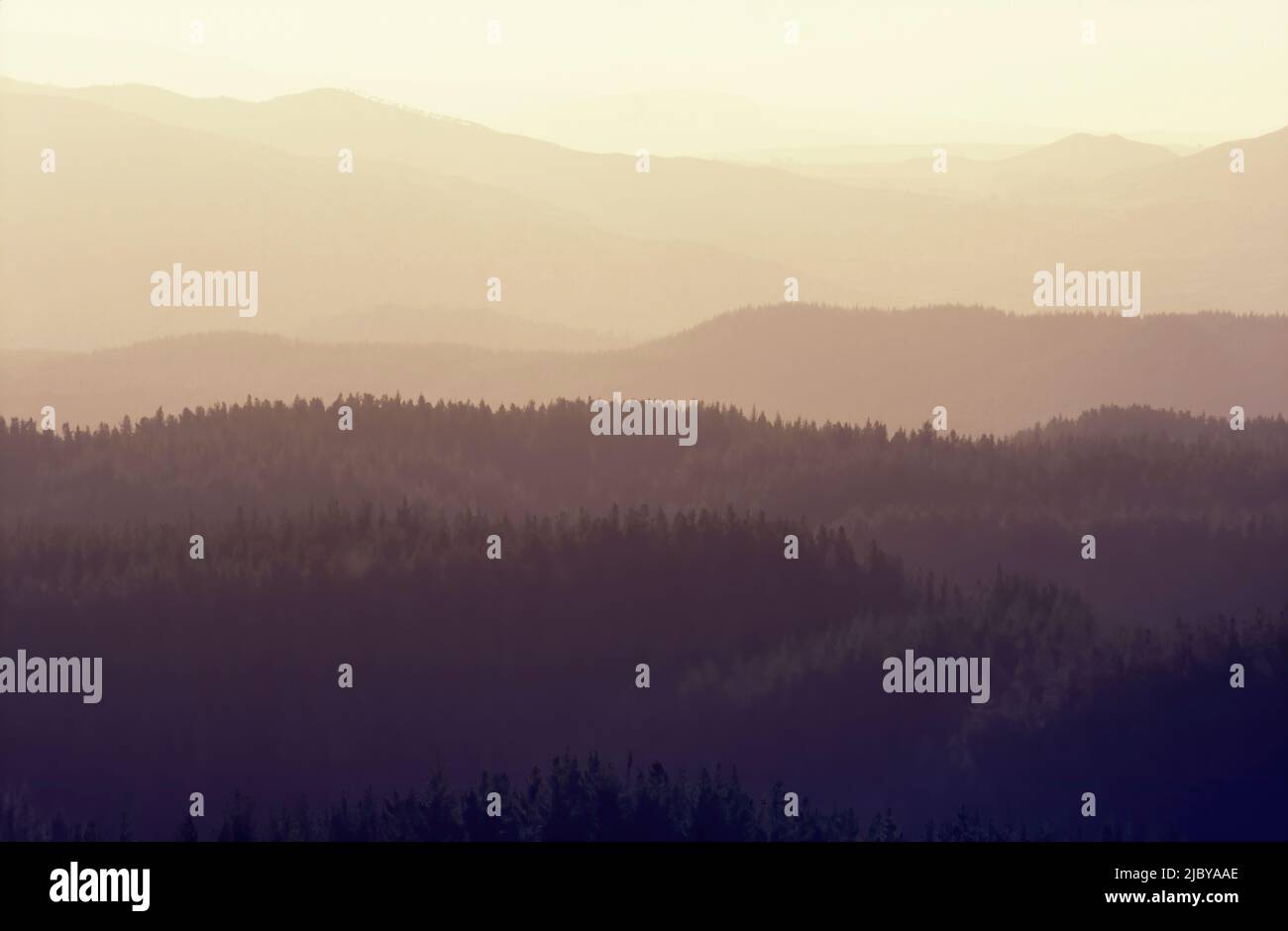 Hazy golden light over rows of hills covered in Pine Trees Stock Photo ...