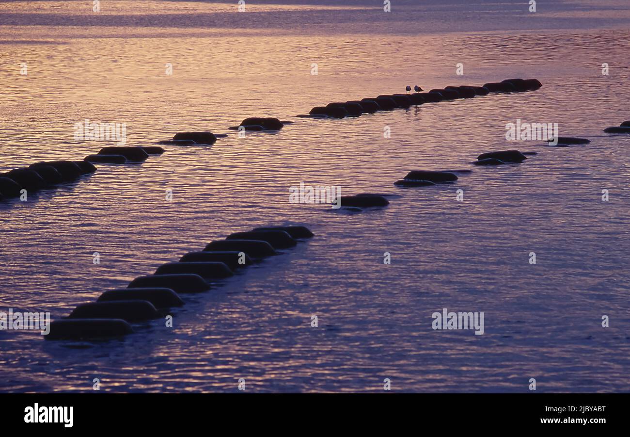 Floating lines attached to oyster bed nets in calm water Stock Photo ...