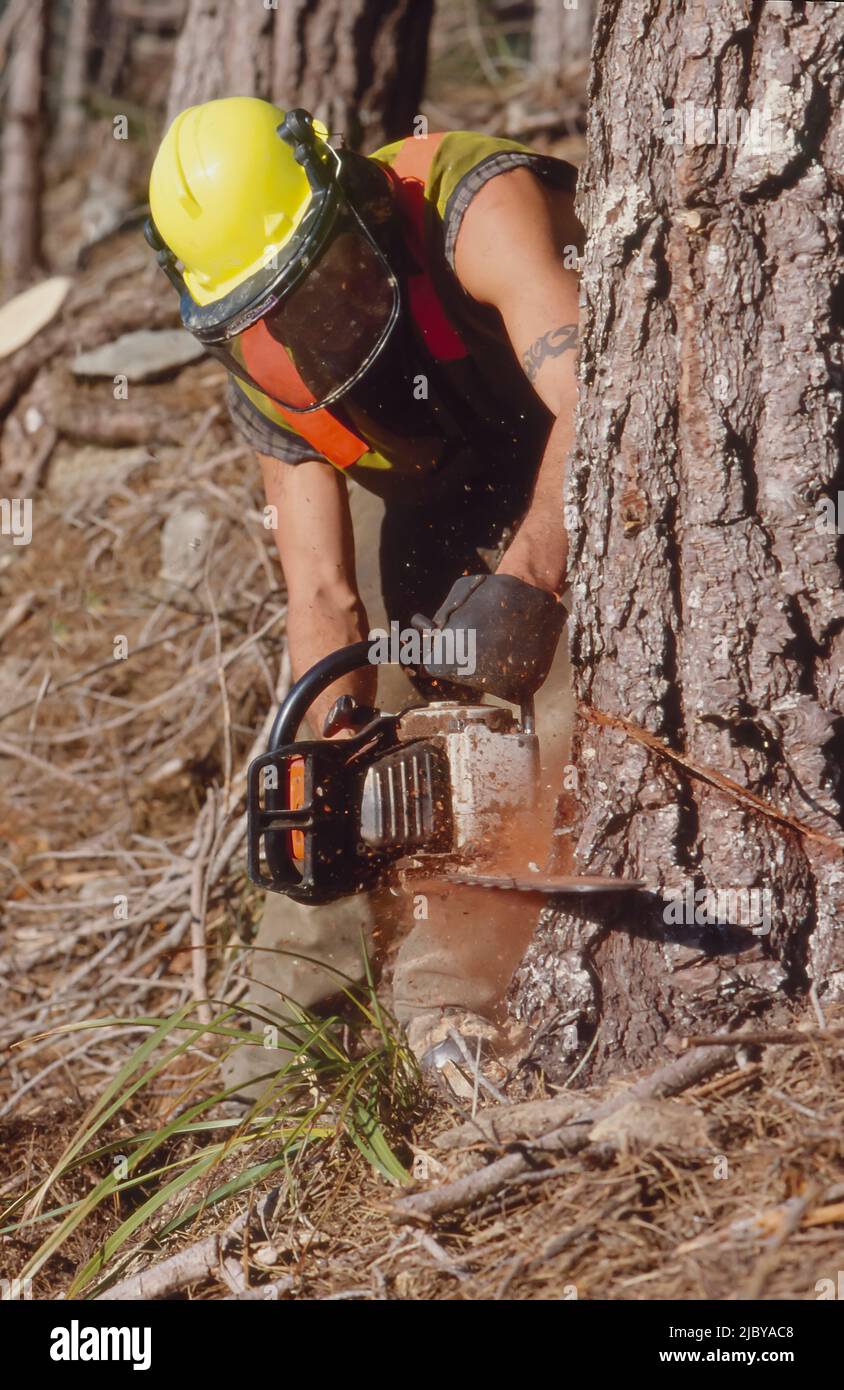 Forestry worker wearing safety gear cutting down mature pine trees with ...