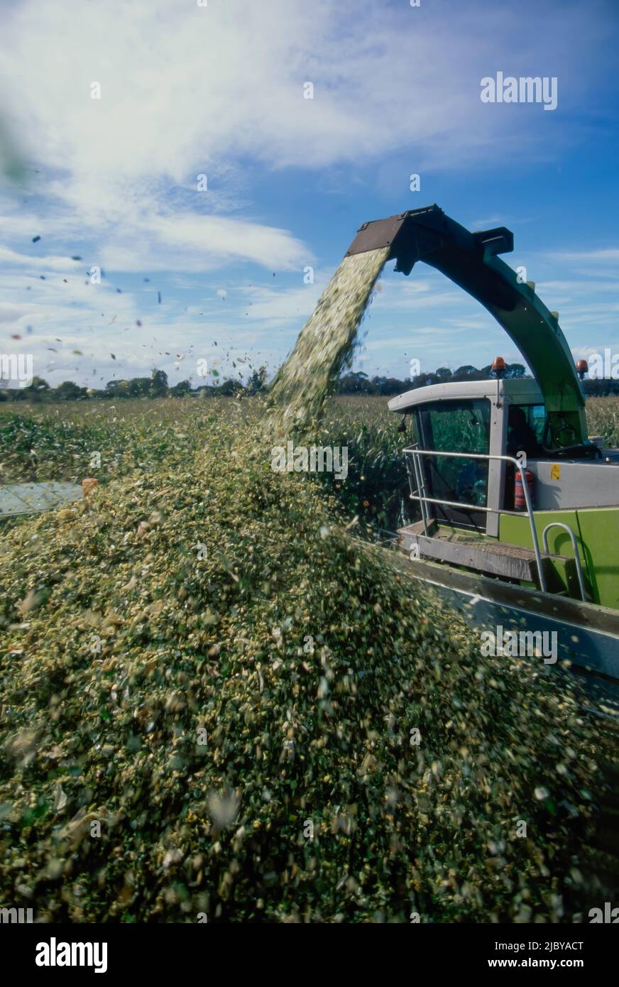 Large Combine Harvester harvesting maize crop Stock Photo - Alamy