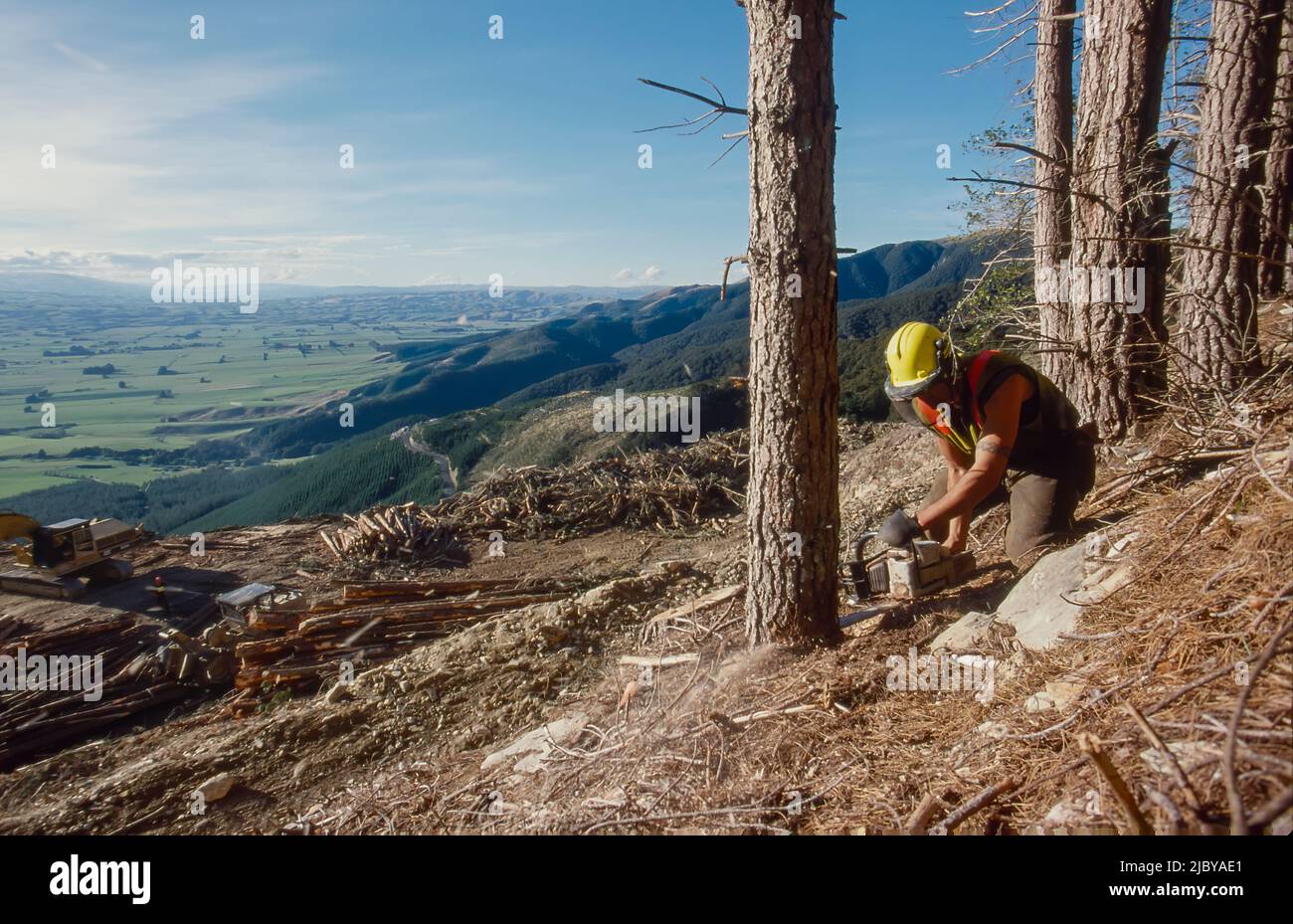 Forestry worker wearing safety gear cutting down mature pine trees with ...