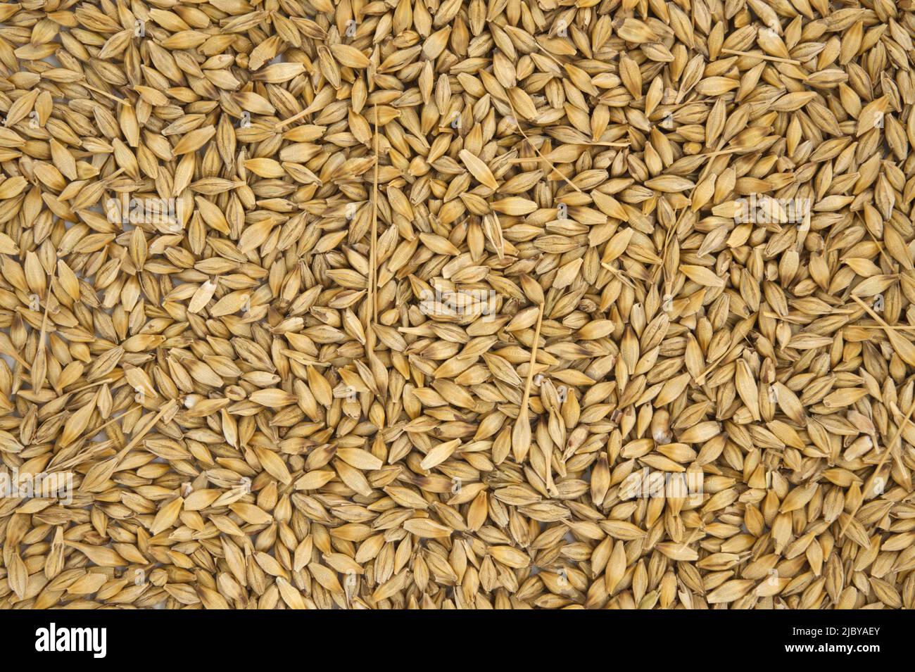 Barley seeds with the outer husk, background and surface of barley ...