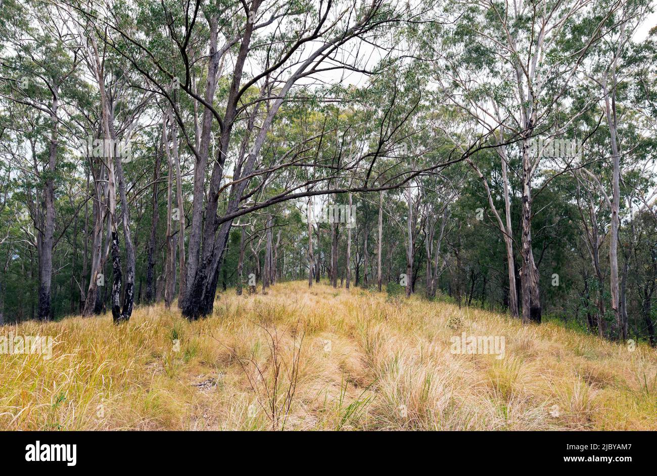 Australian native plants trees hi-res stock photography and images - Alamy