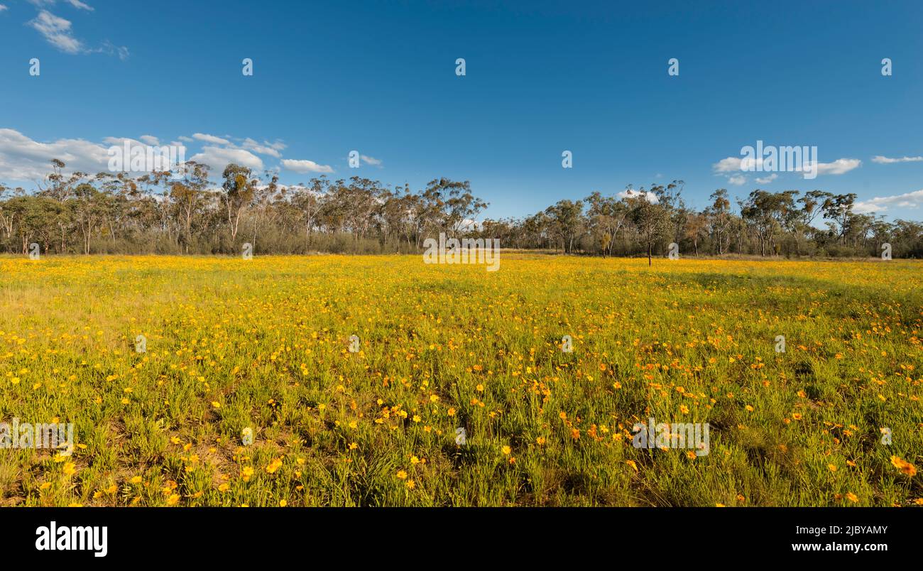 Australian bush background hi-res stock photography and images - Alamy