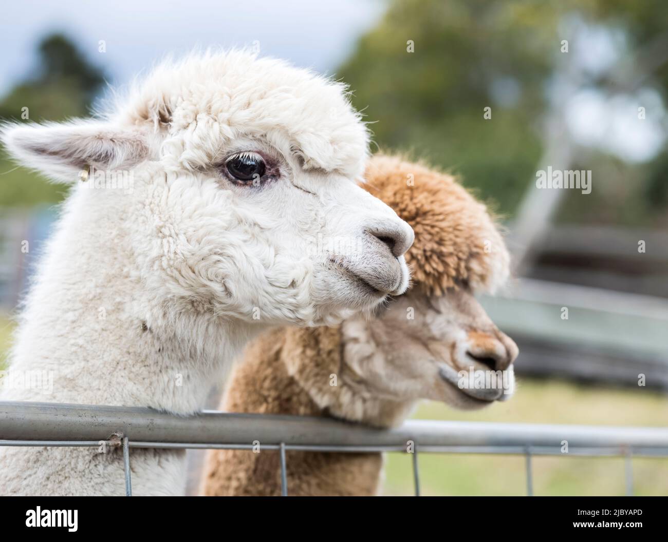White Alpaca and white and tan Alpaca Stock Photo - Alamy