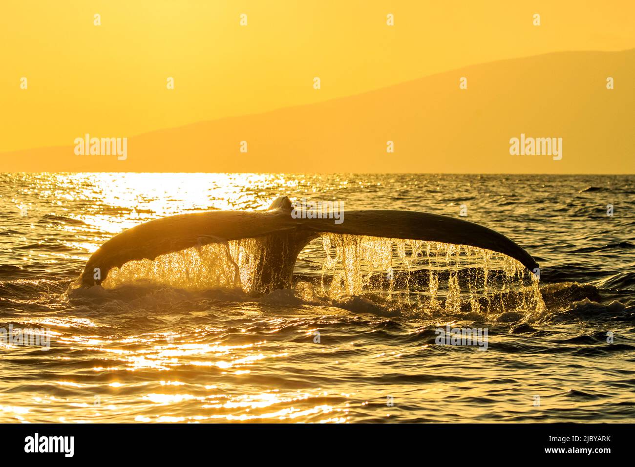 Whale tale, Humpback Whale (Megaptera novaeangliae) lifts its fluke at ...