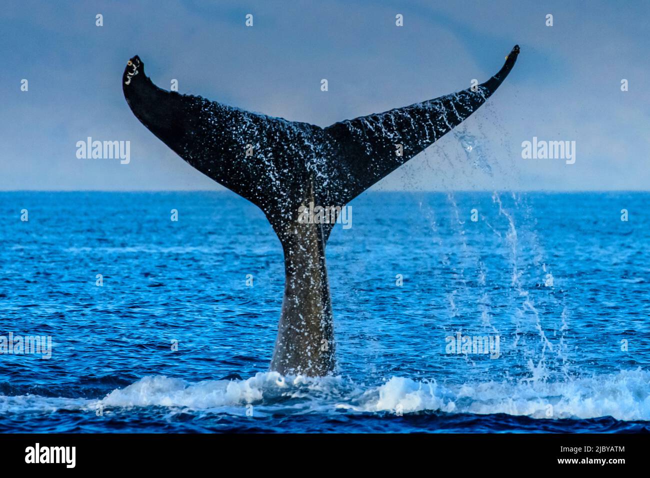 Whale tale, Humpback Whale (Megaptera novaeangliae) lifts its fluke ...