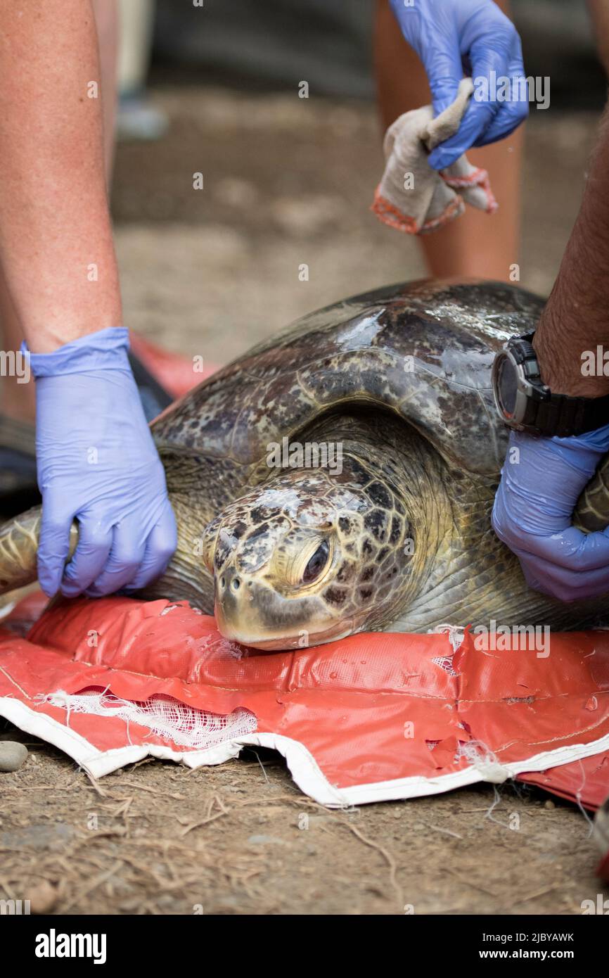 Turtle research and protection Stock Photo - Alamy