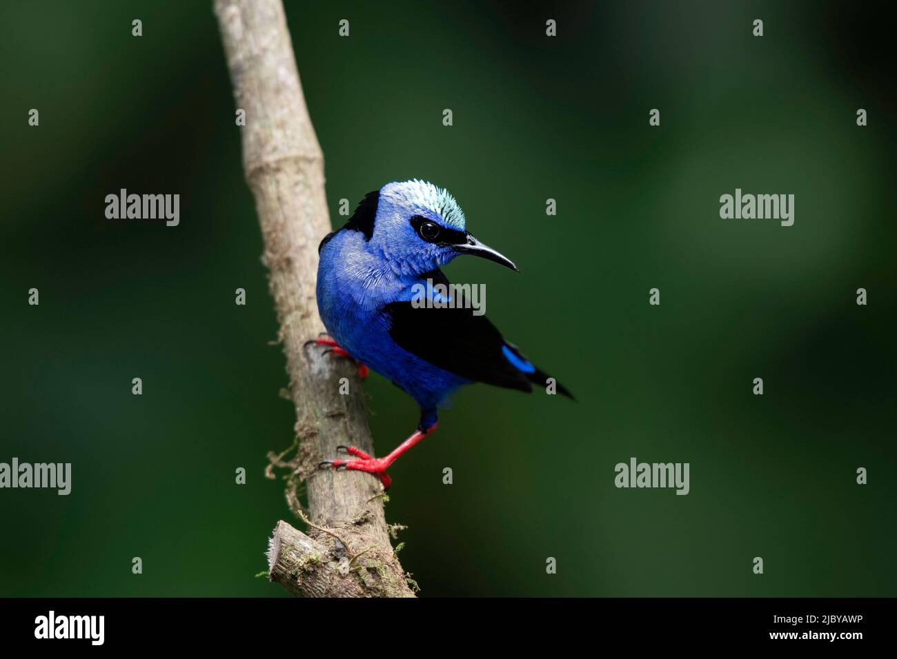 Neon blue with red legs - Red-legged honeycreepers Stock Photo - Alamy