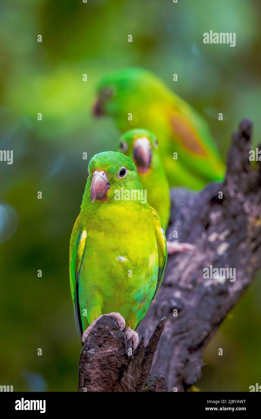 a small flock of parakeets rest on a branch Stock Photo - Alamy