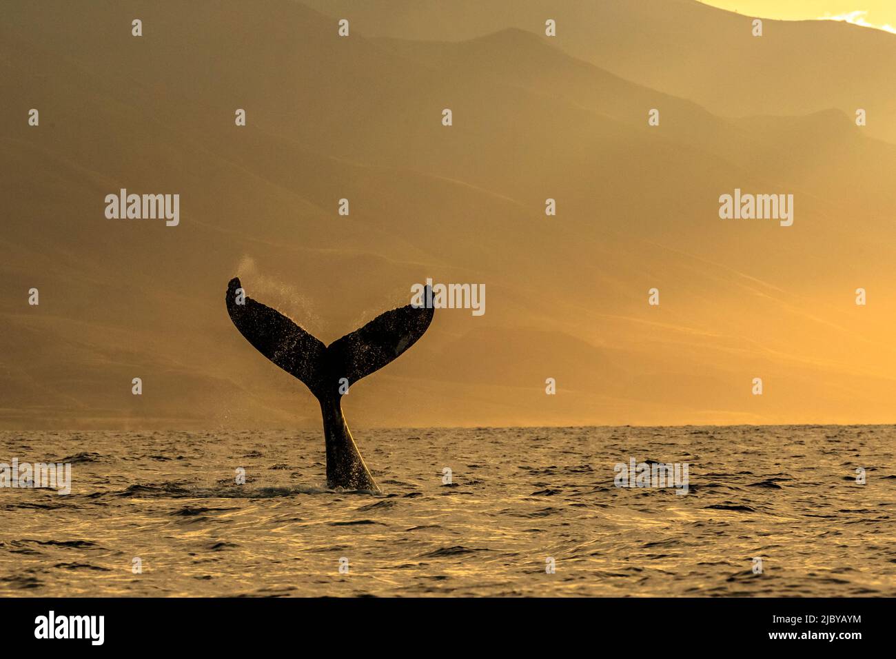 Whale tale, Humpback Whale (Megaptera novaeangliae) lifts its fluke at ...