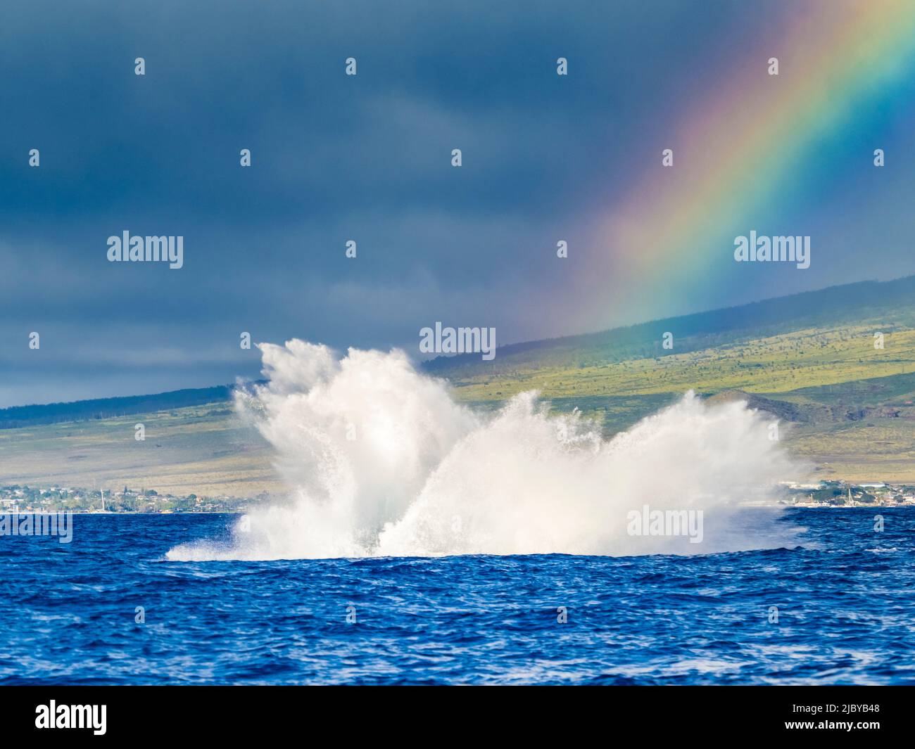 Humpback Whale (Megaptera novaeangliae) makes big splash after ...