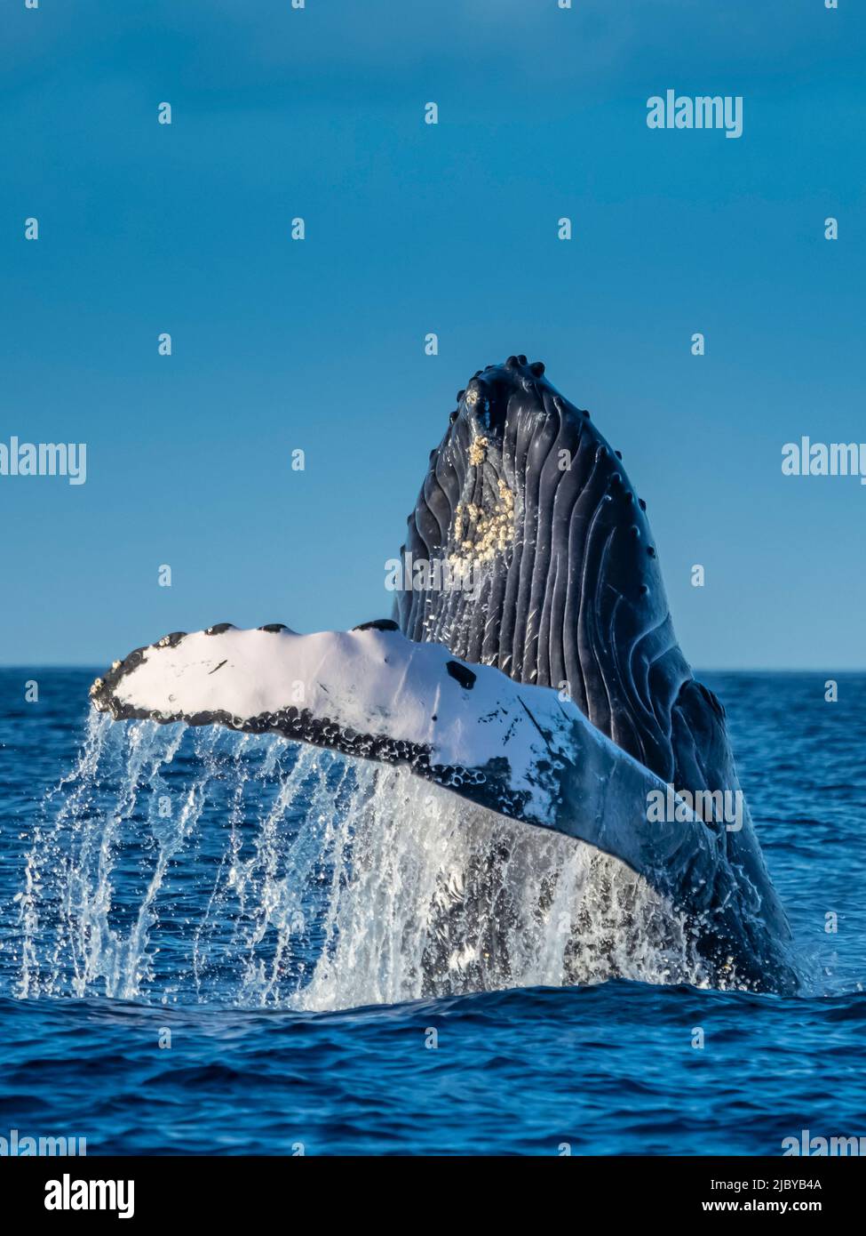 Breaching Humpback Whale (Megaptera novaeangliae), Maui, Hawaii Stock ...
