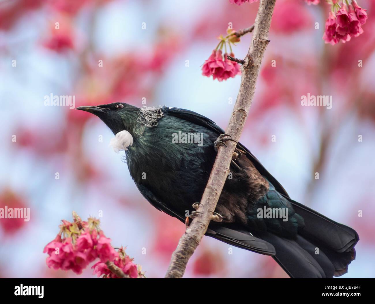 New Zealand Tui perched in a flowering cherry tree Stock Photo - Alamy