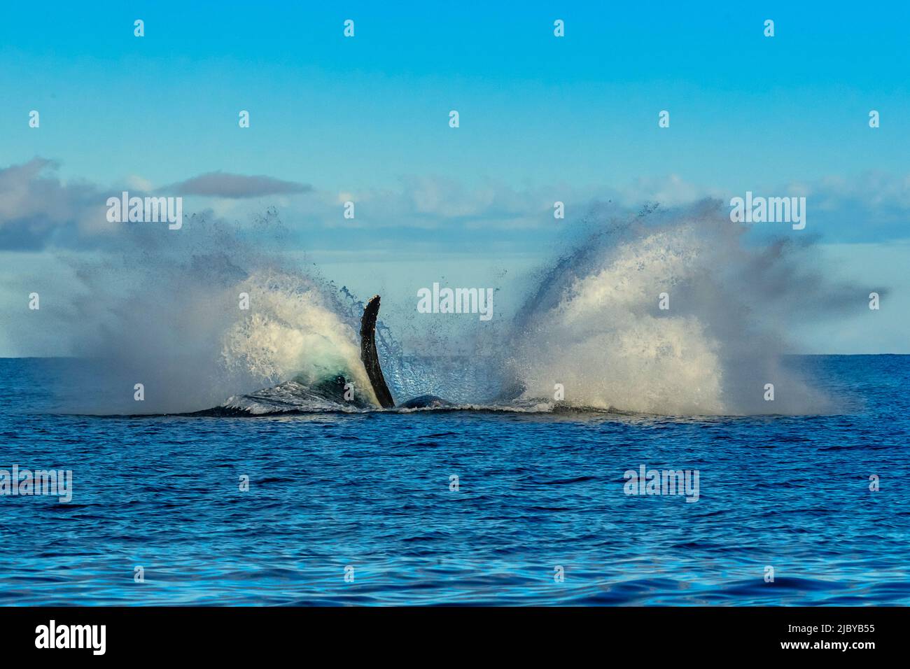 Big splash, Breaching Humpback Whale (Megaptera novaeangliae), Maui ...