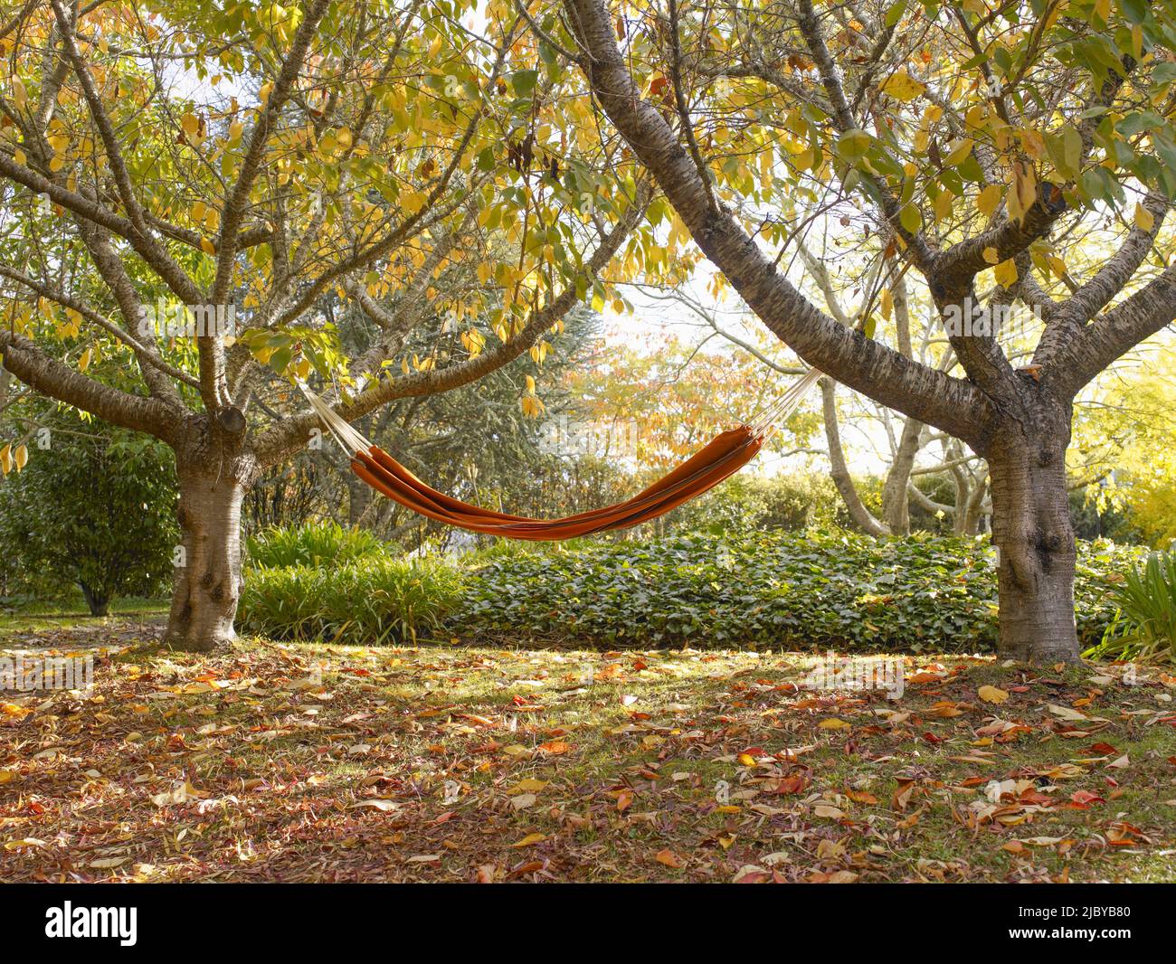 Hammock tied to trees in garden Stock Photo - Alamy