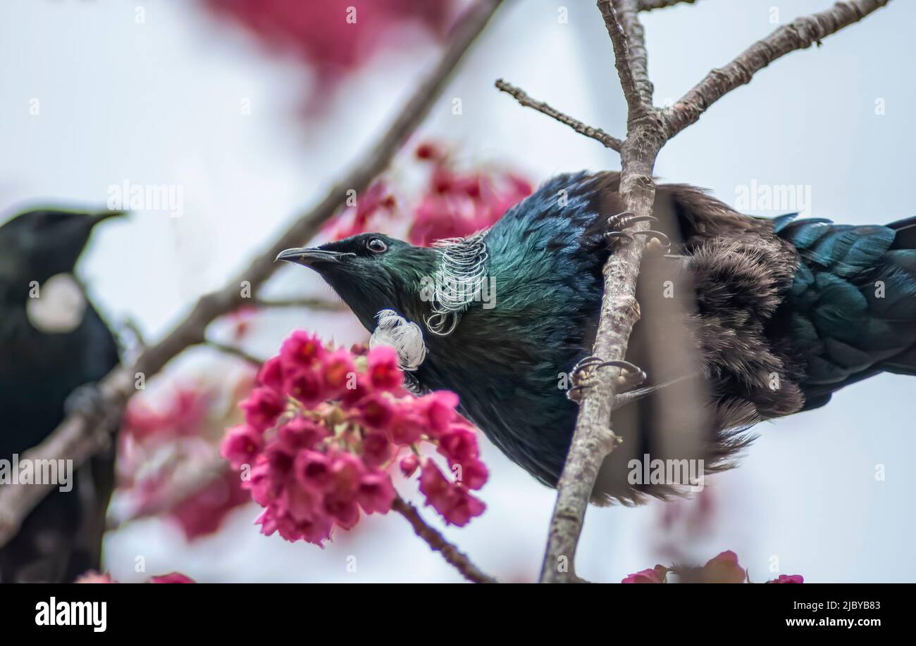 Tui feeding from cherry blossom tree Stock Photo - Alamy