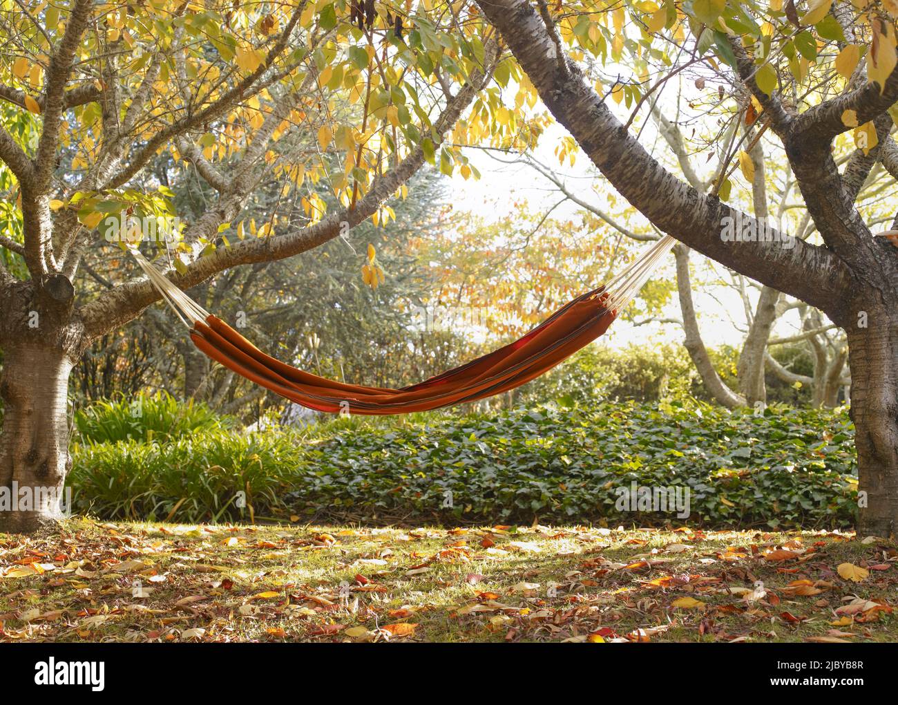 Hammock tied to trees in garden Stock Photo - Alamy