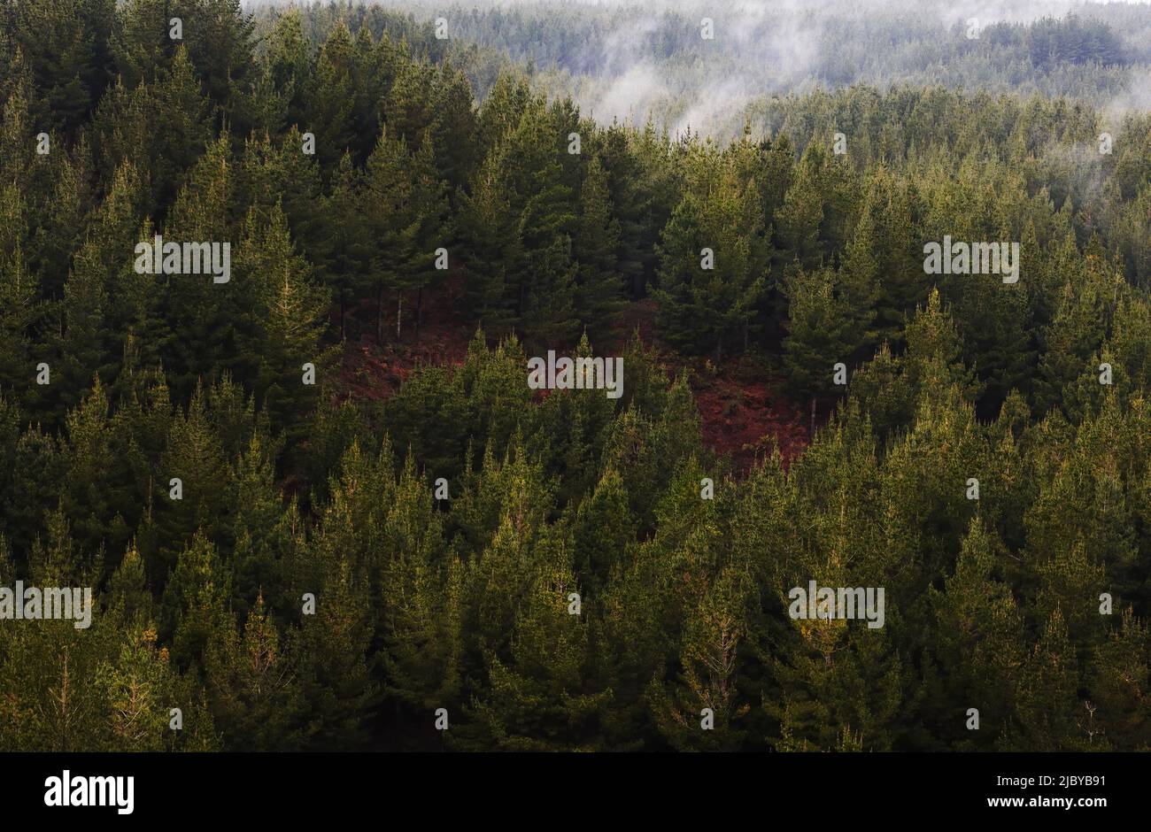 Aerial view of mist over Pine Tree Forest Stock Photo - Alamy
