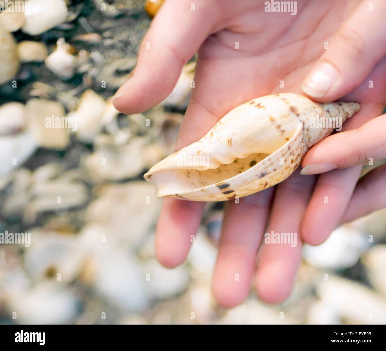 Shell collecting and beach hi-res stock photography and images - Alamy