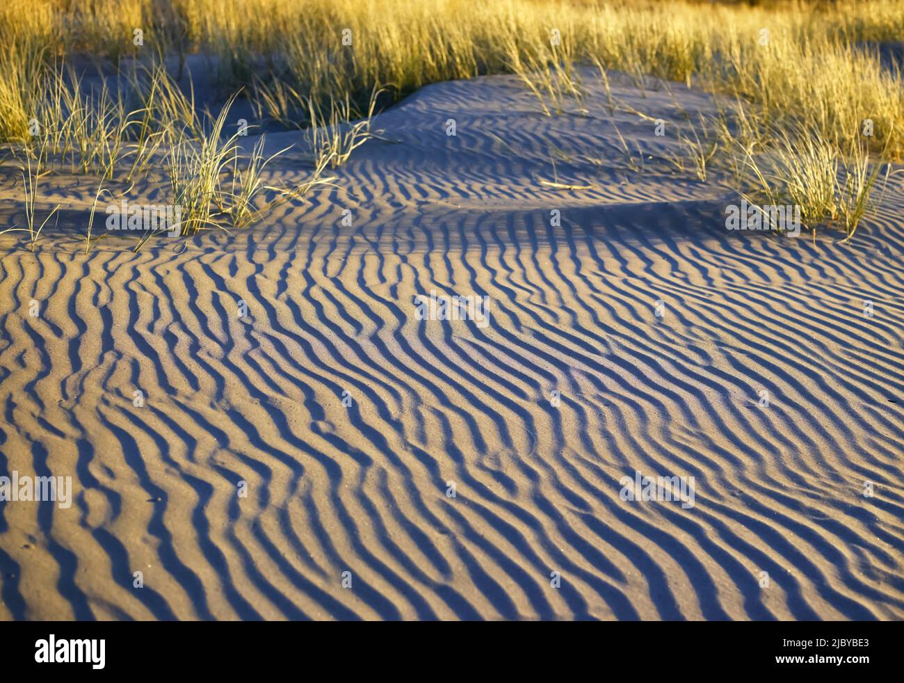 Grasses growing on rippled sand Stock Photo - Alamy