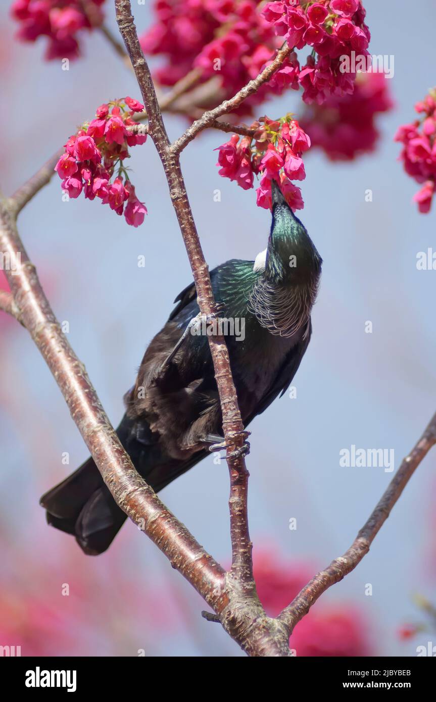 Tui feeding from cherry blossom tree Stock Photo - Alamy