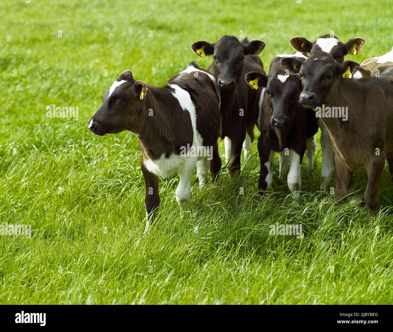 Friesian calves hi-res stock photography and images - Alamy