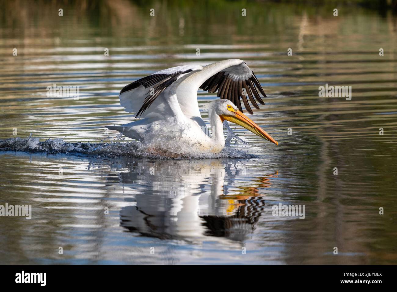 Pelican in splashing water hi-res stock photography and images - Alamy