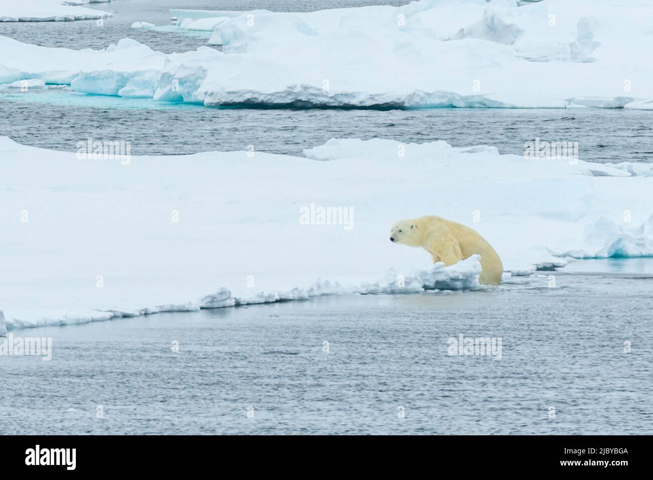 Leaping sequence, Polar bear (Ursus maritimus) leaping between ice ...