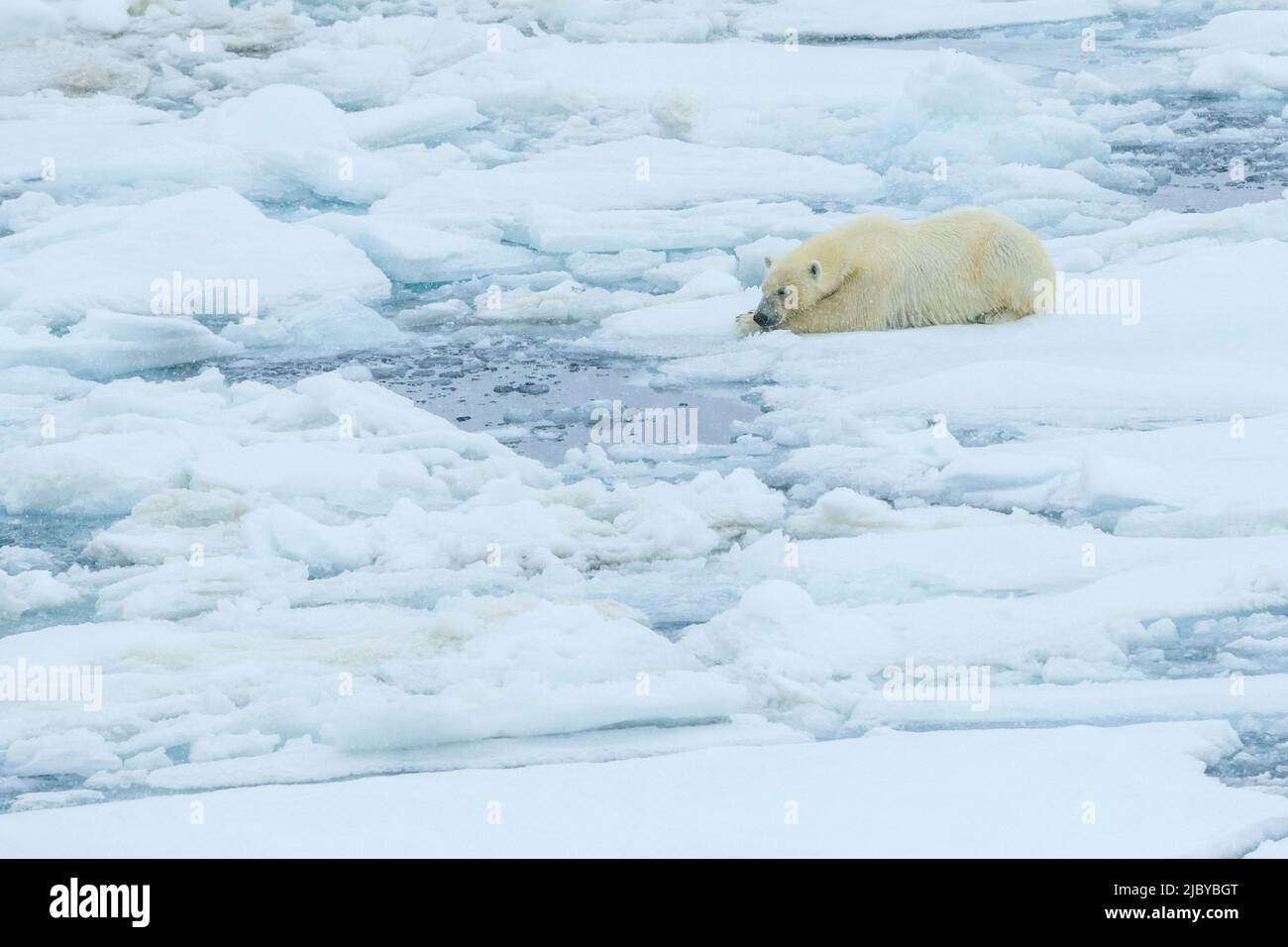 Polar Bear (Ursus maritimus) on the pack ice, Arctic Ocean, Hinlopen ...