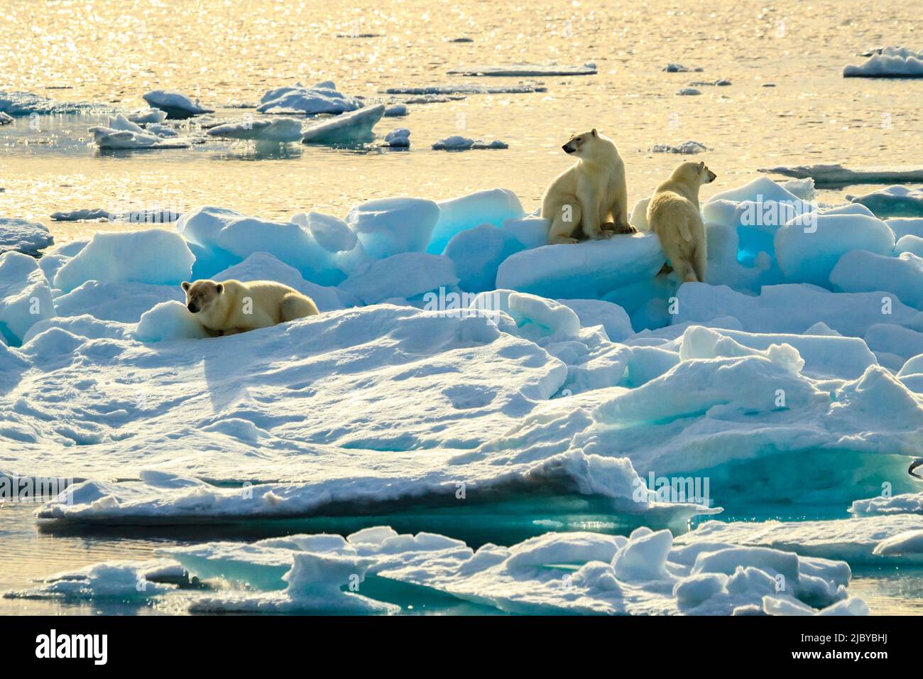 Three Polar Bears (Ursus maritimus) on pack ice, Hinlopen Strait ...