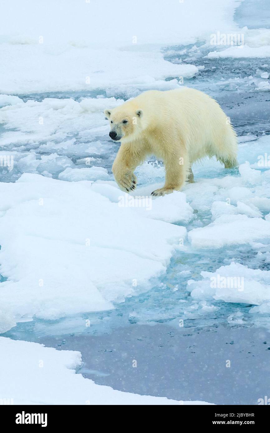 Polar Bear (Ursus maritimus) on the pack ice, Arctic Ocean, Hinlopen ...