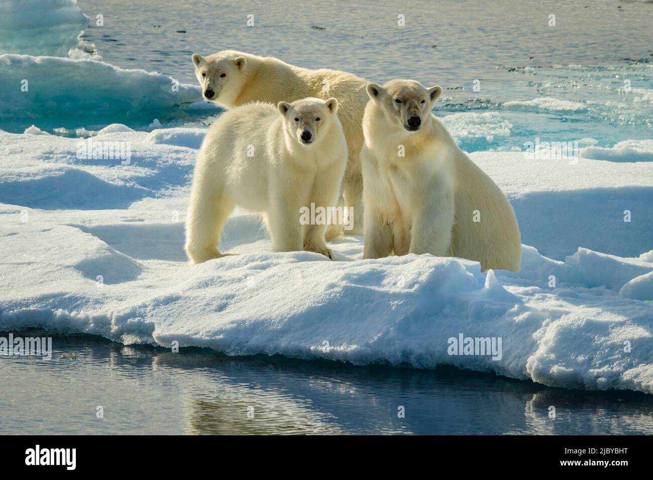 Three Polar Bears (Ursus maritimus) on pack ice, Hinlopen Strait ...