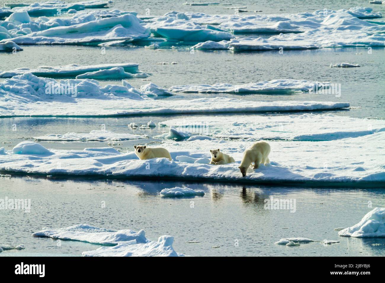 Three Polar Bears (Ursus maritimus) on pack ice, Hinlopen Strait ...
