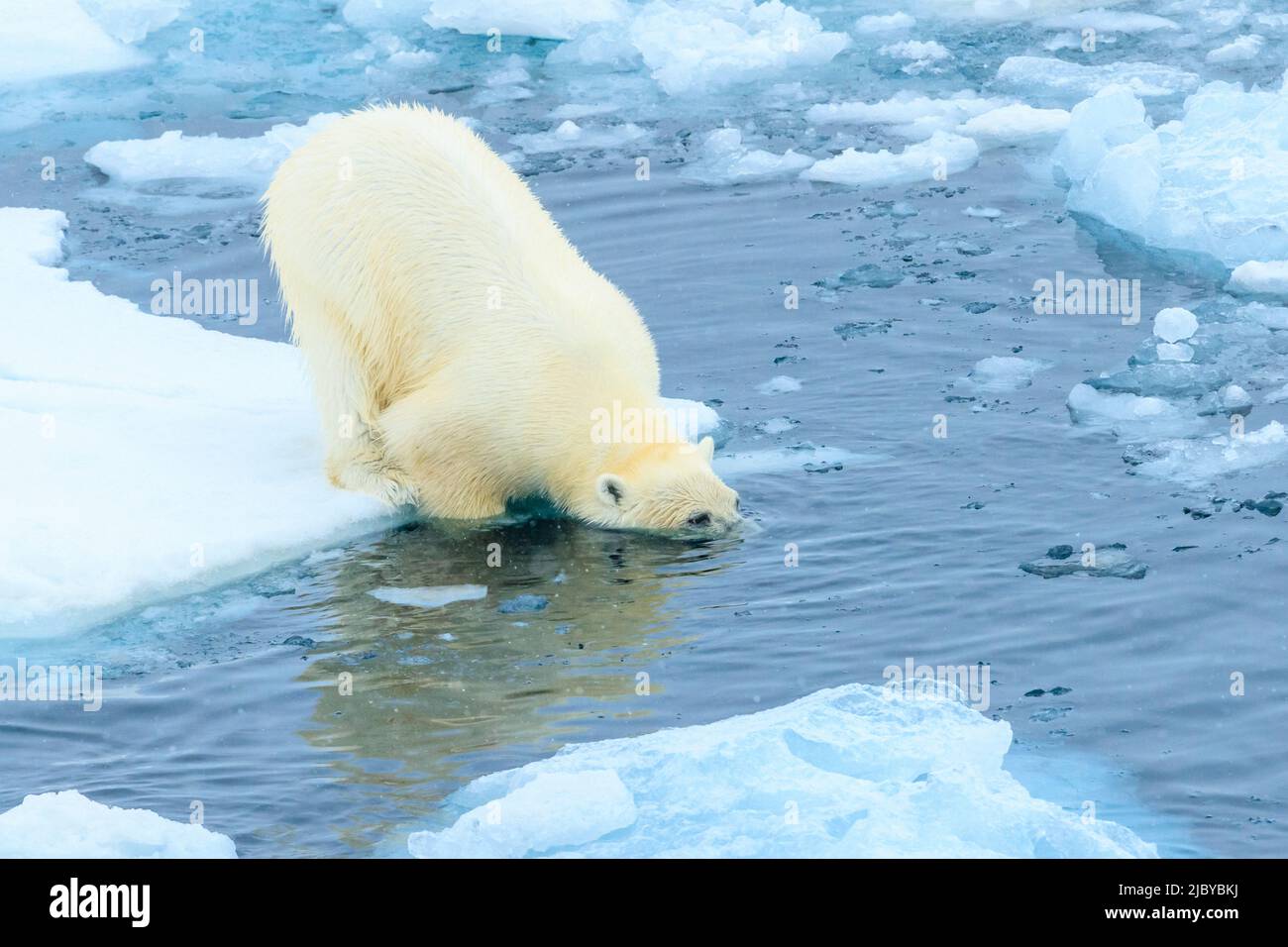Head in water, Polar Bear (Ursus maritimus) on the pack ice, Arctic ...