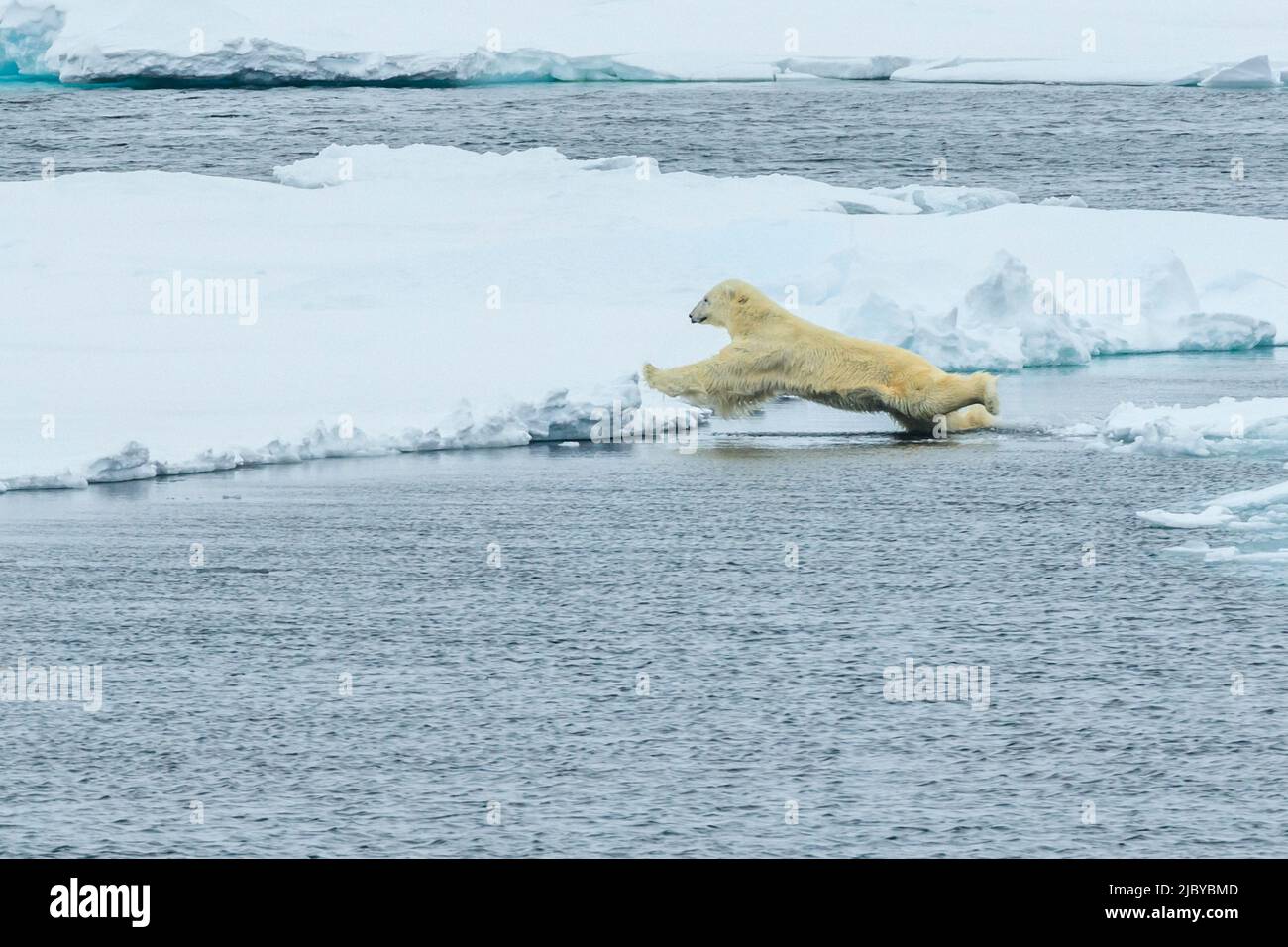 Leaping sequence, Polar bear (Ursus maritimus) leaping between ice ...