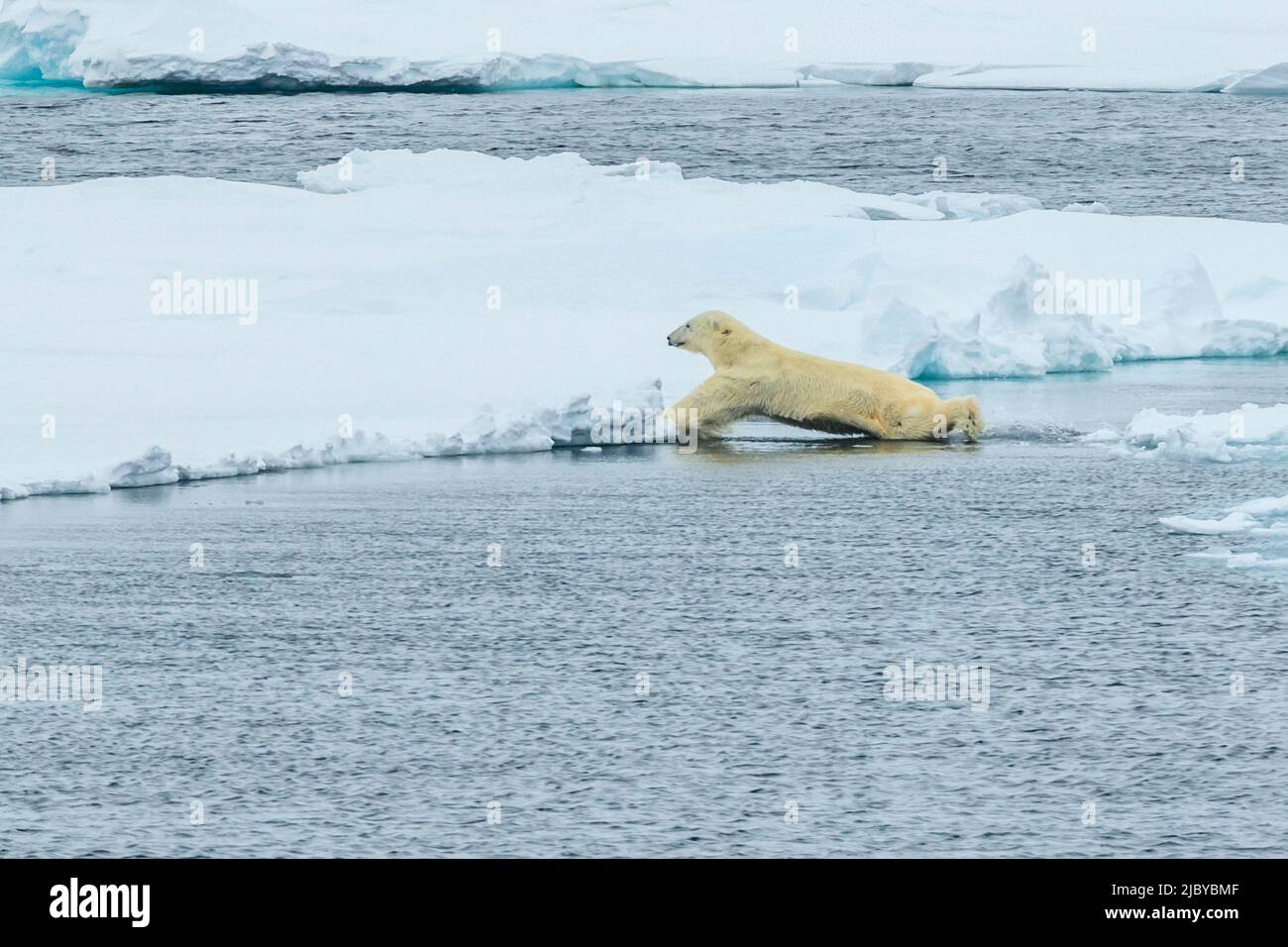 Leaping sequence, Polar bear (Ursus maritimus) leaping between ice ...