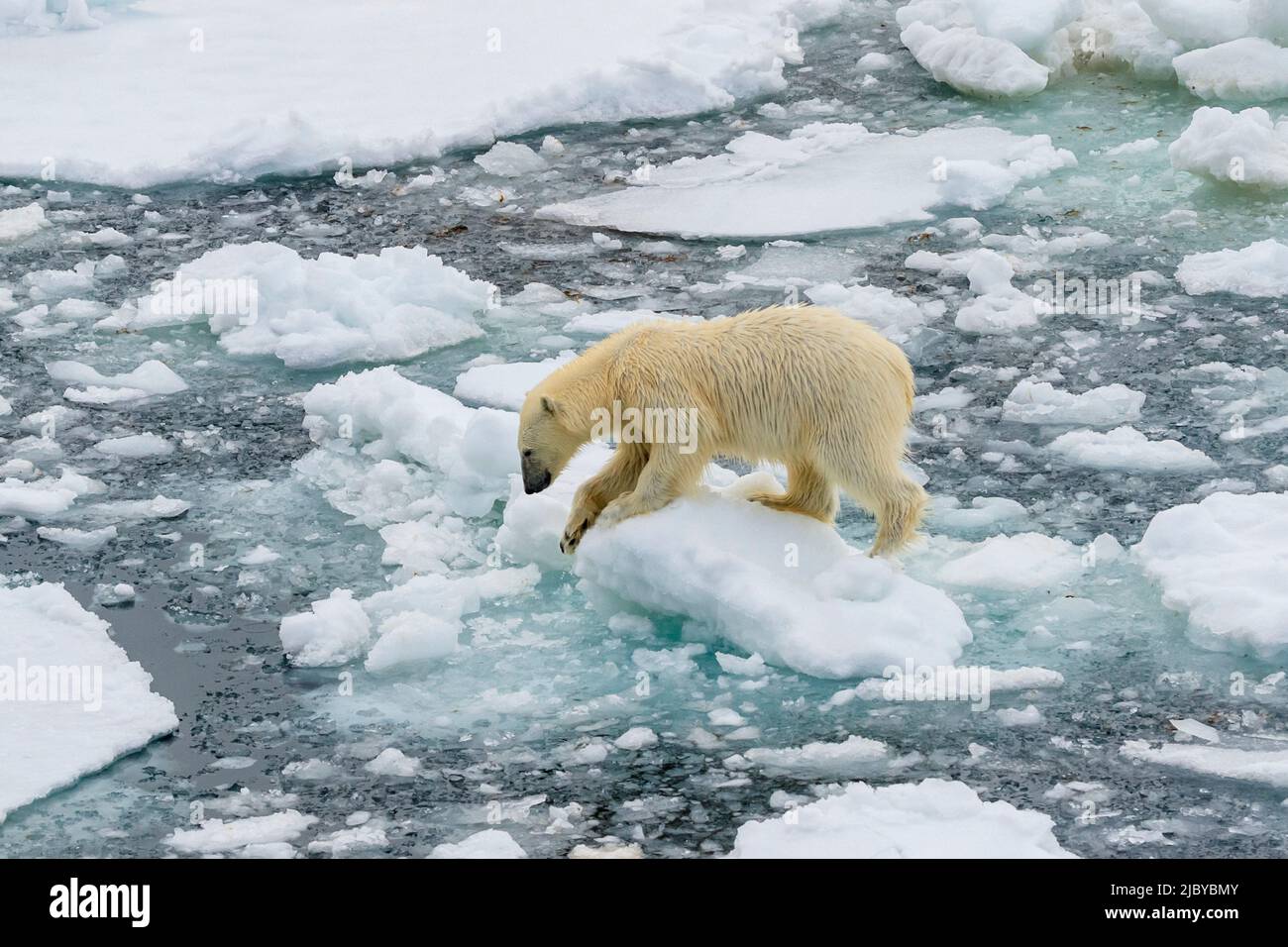 Polar bear (Ursus maritimus) walking across ice floes, Svalbard, Norway ...