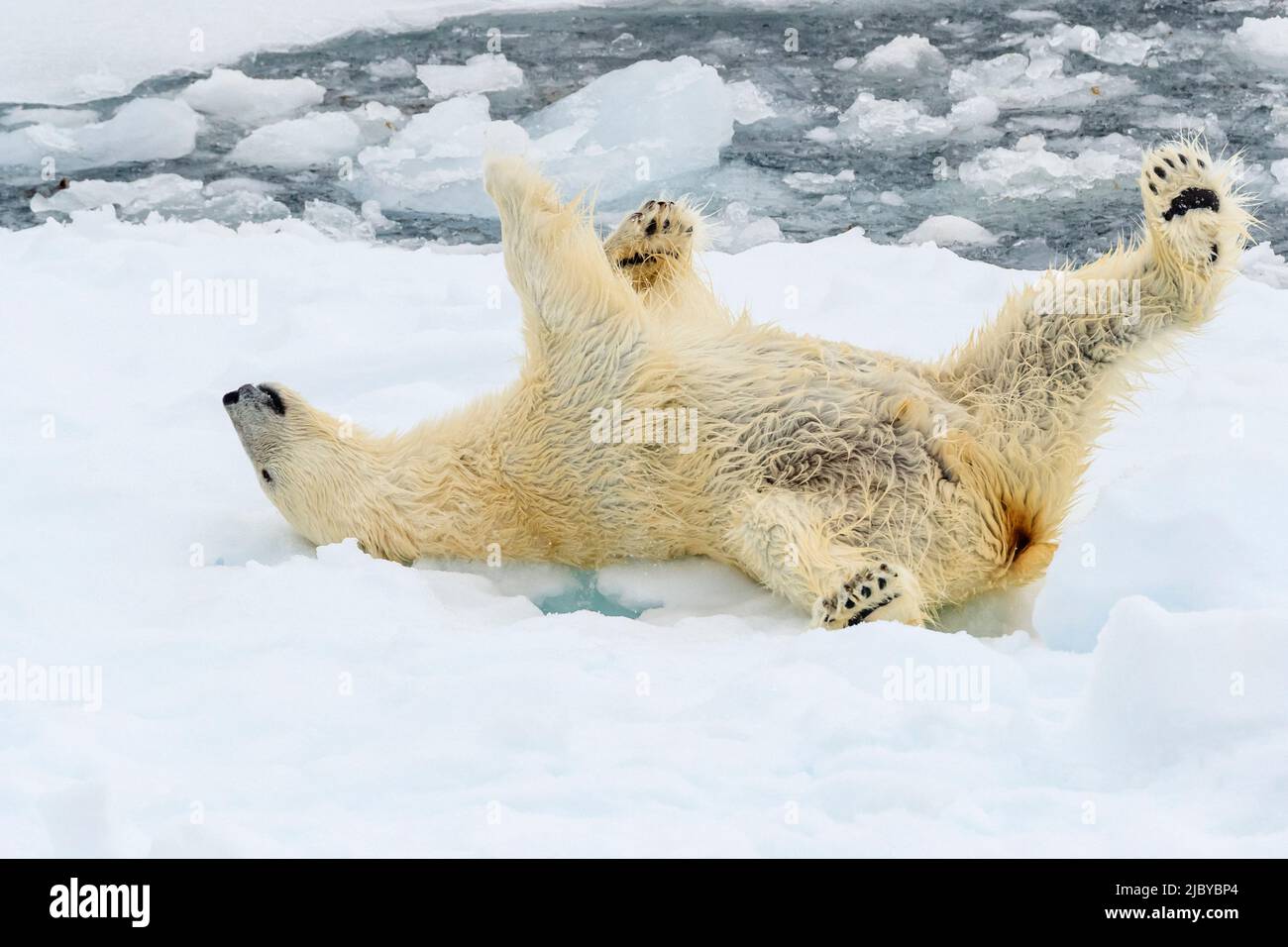 Polar bear (Ursus maritimus) rolling on pack ice, Svalbard, Norway ...