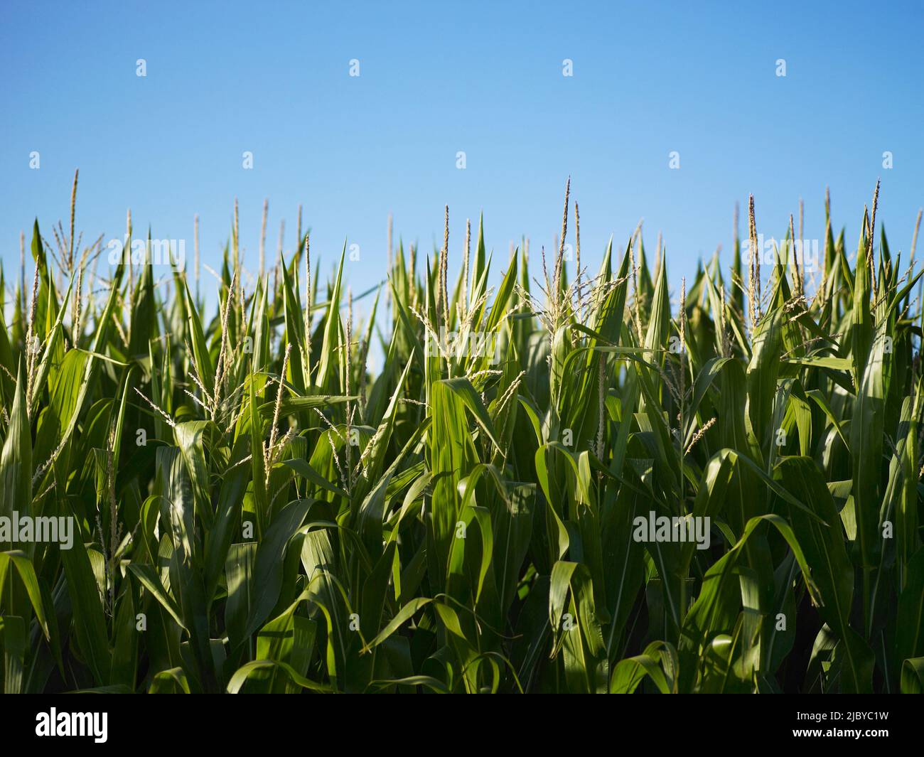 Flowering maize/corn plants against blue sky Stock Photo - Alamy