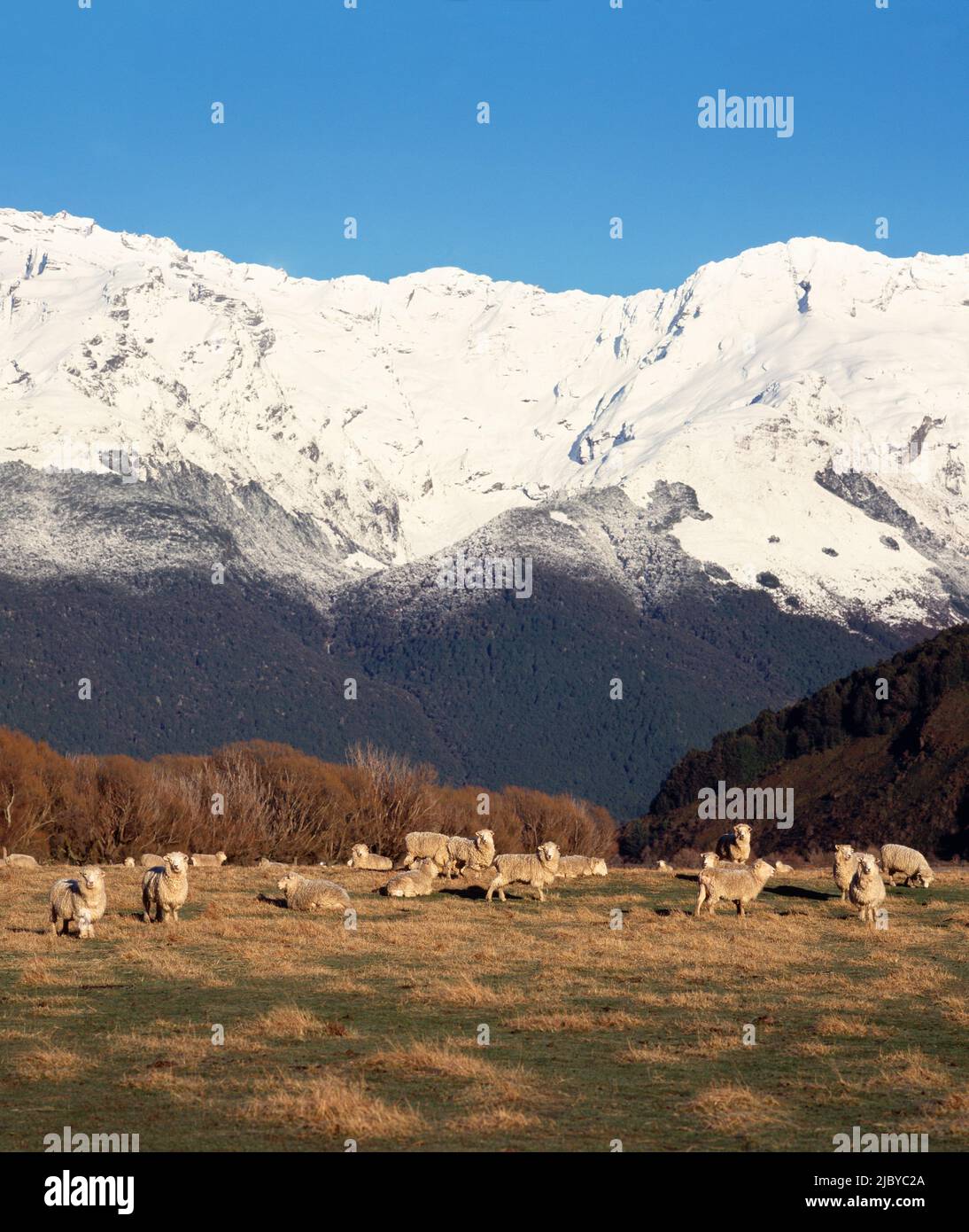 Sheep at base of snow capped mountain Stock Photo - Alamy