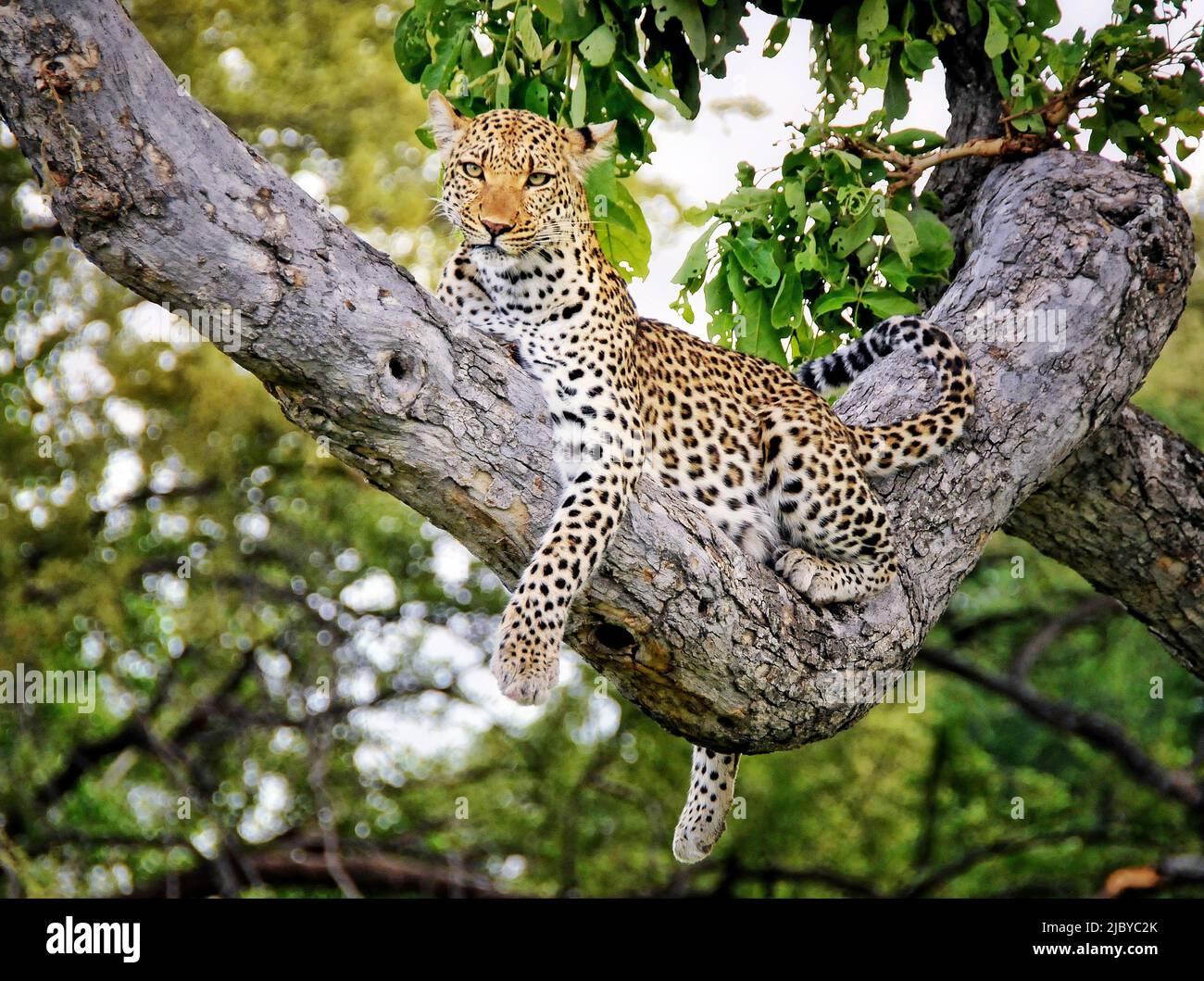 Wild animals in okavango hi-res stock photography and images - Alamy